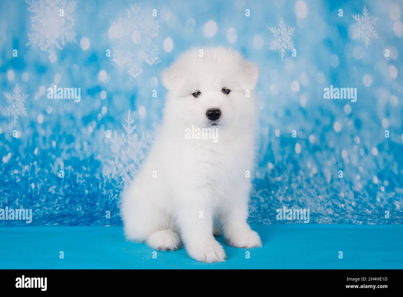 Snowflakes on nose hi-res stock photography and images - Alamy