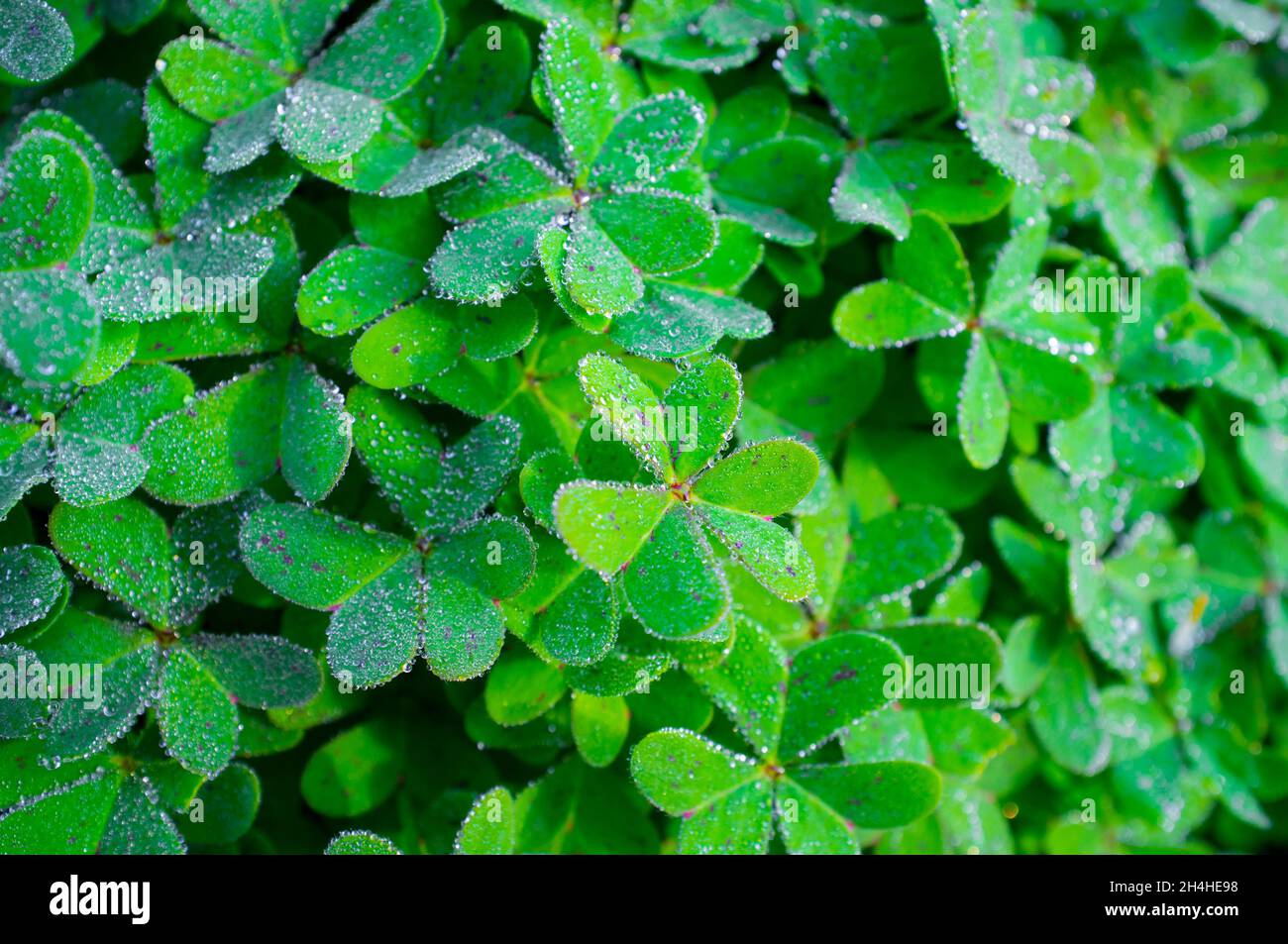 Clover plant with little dew drops. Winter nature background Stock ...