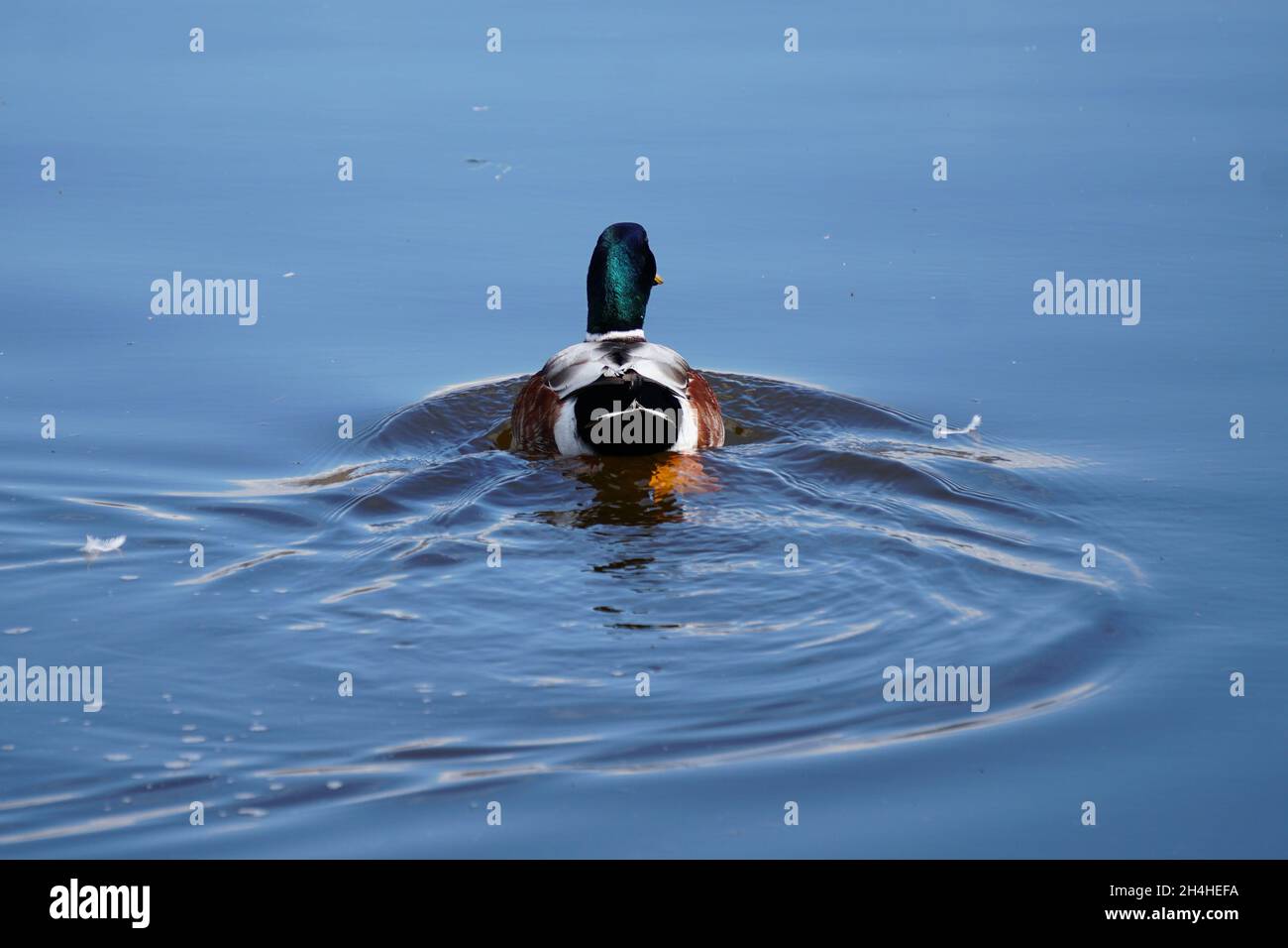 Anatre anatre anatre anatre anatre hi-res stock photography and images ...