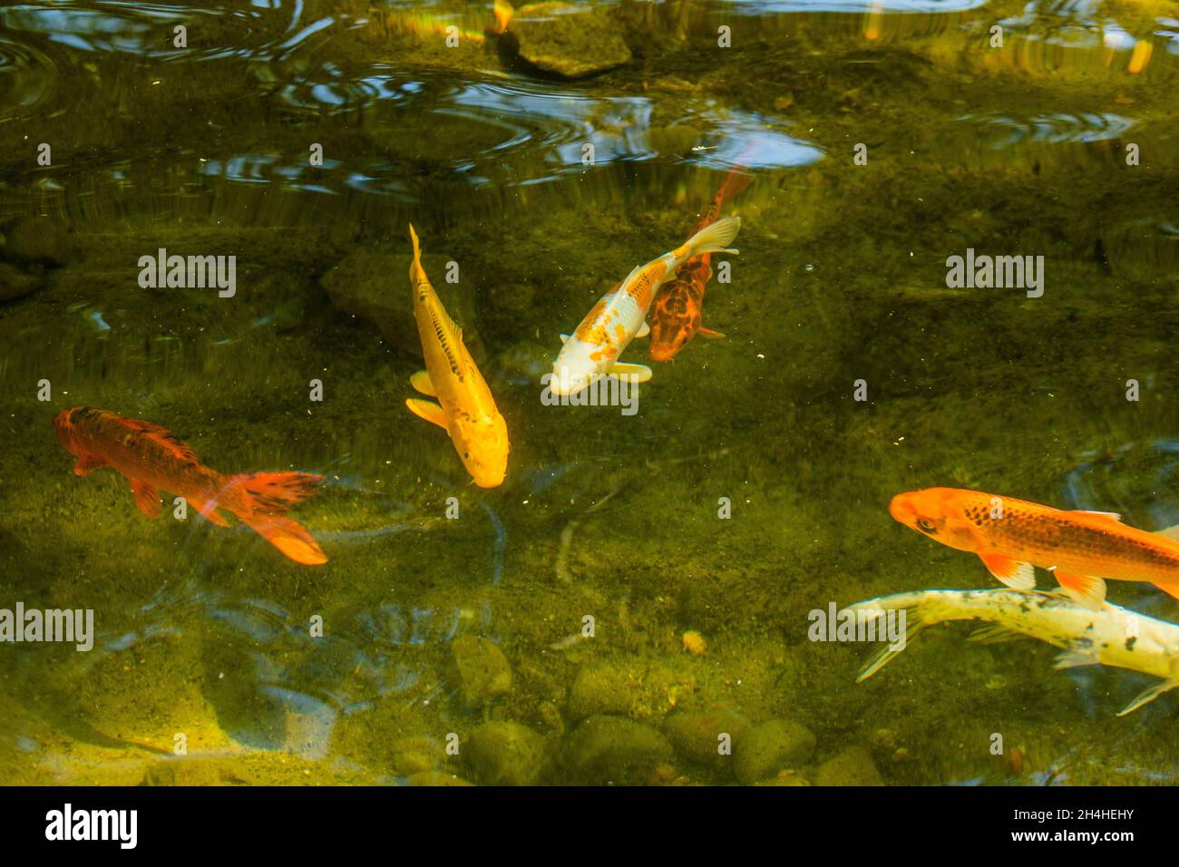 Colorful koi fish swim in the pond Stock Photo - Alamy