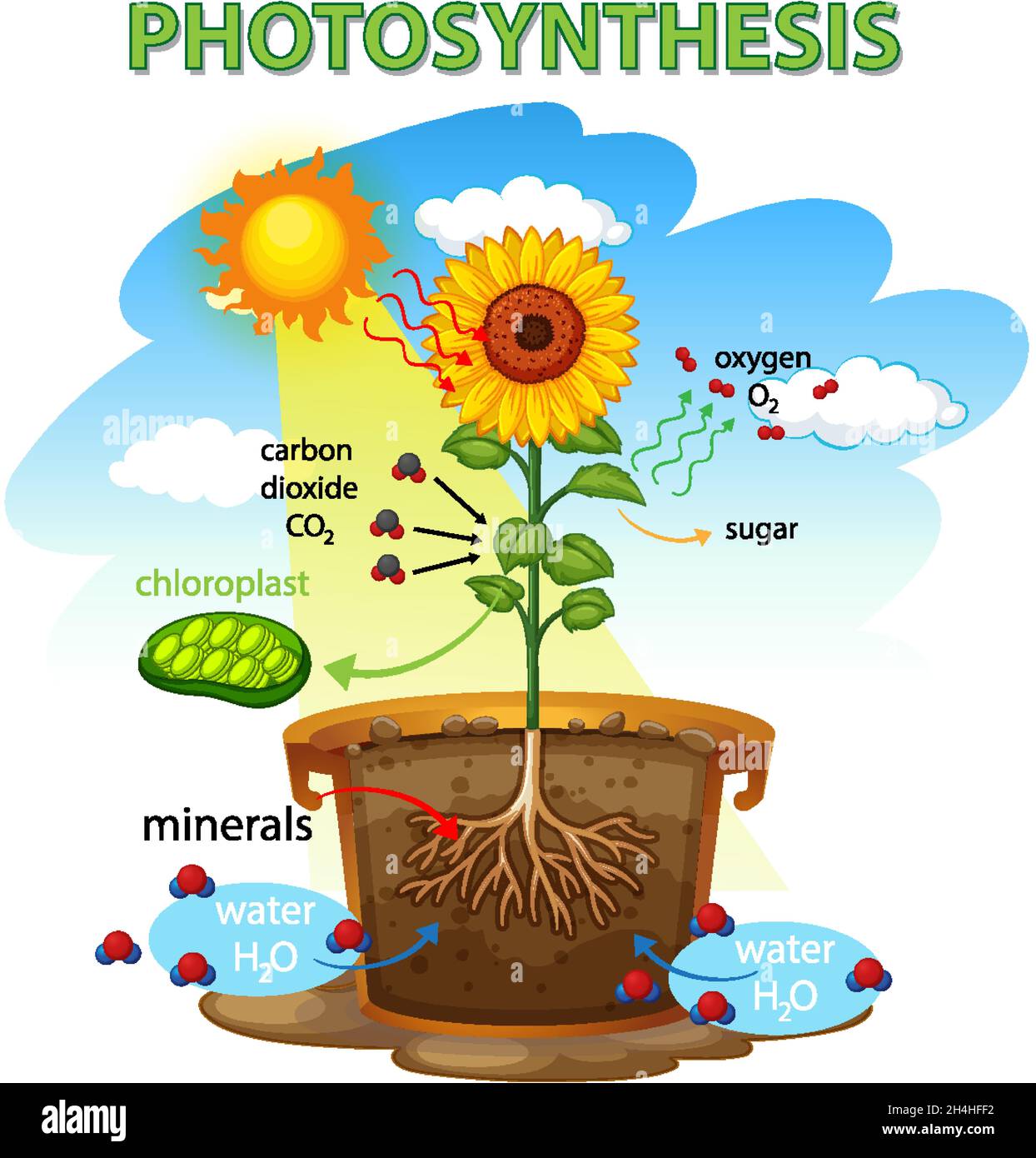Diagram showing process of photosynthesis in sunflower illustration ...