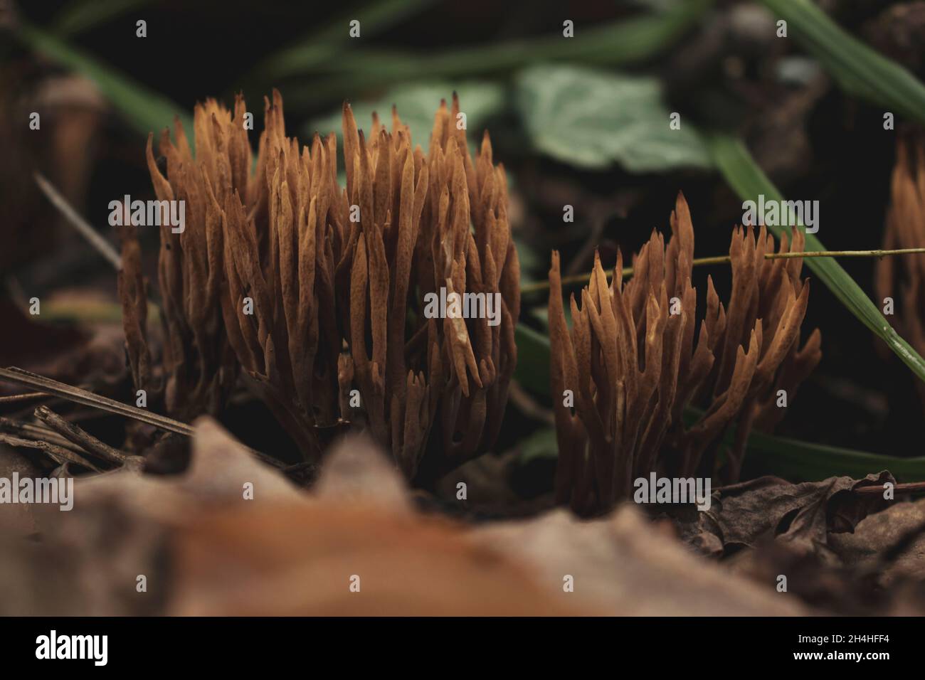 Ramaria botrytis mushroom (a.k.a. the clustered coral, the cauliflower ...