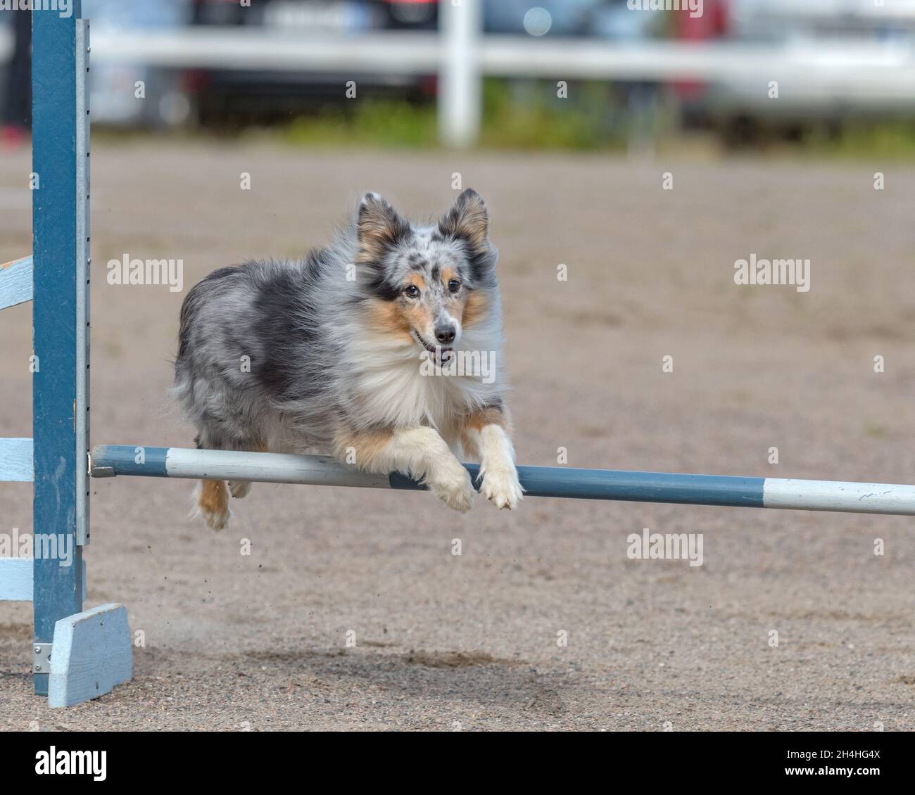 Shetland Sheepdog jumping over an agility hurdle Stock Photo - Alamy