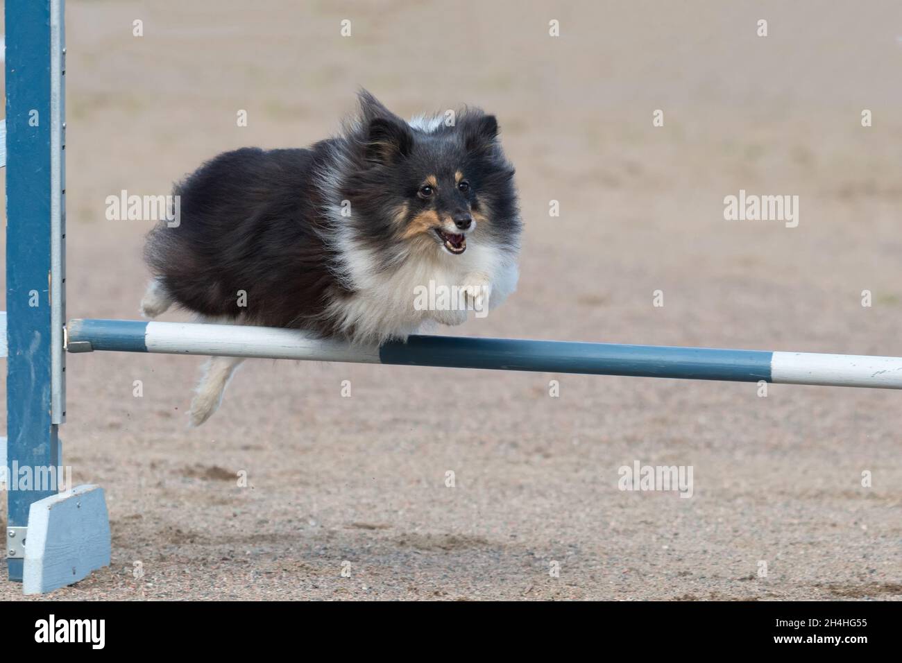 Shetland Sheepdog jumping over an agility hurdle Stock Photo - Alamy