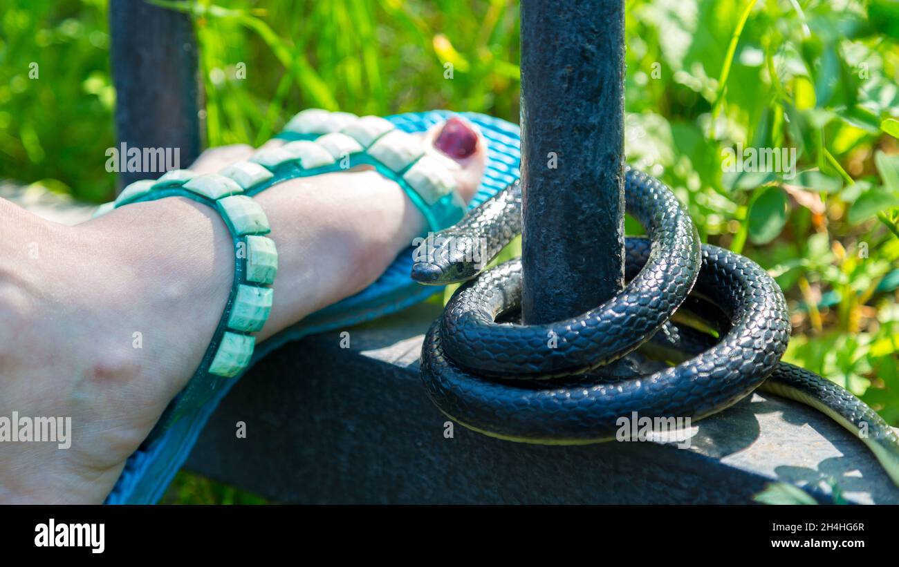 A woman's leg is dangerously close to a sleeping poisonous snake Stock ...
