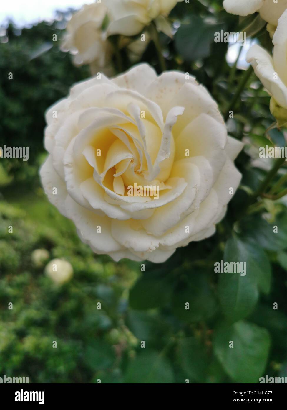 Closeup shot of a light yellow garden rose Stock Photo - Alamy