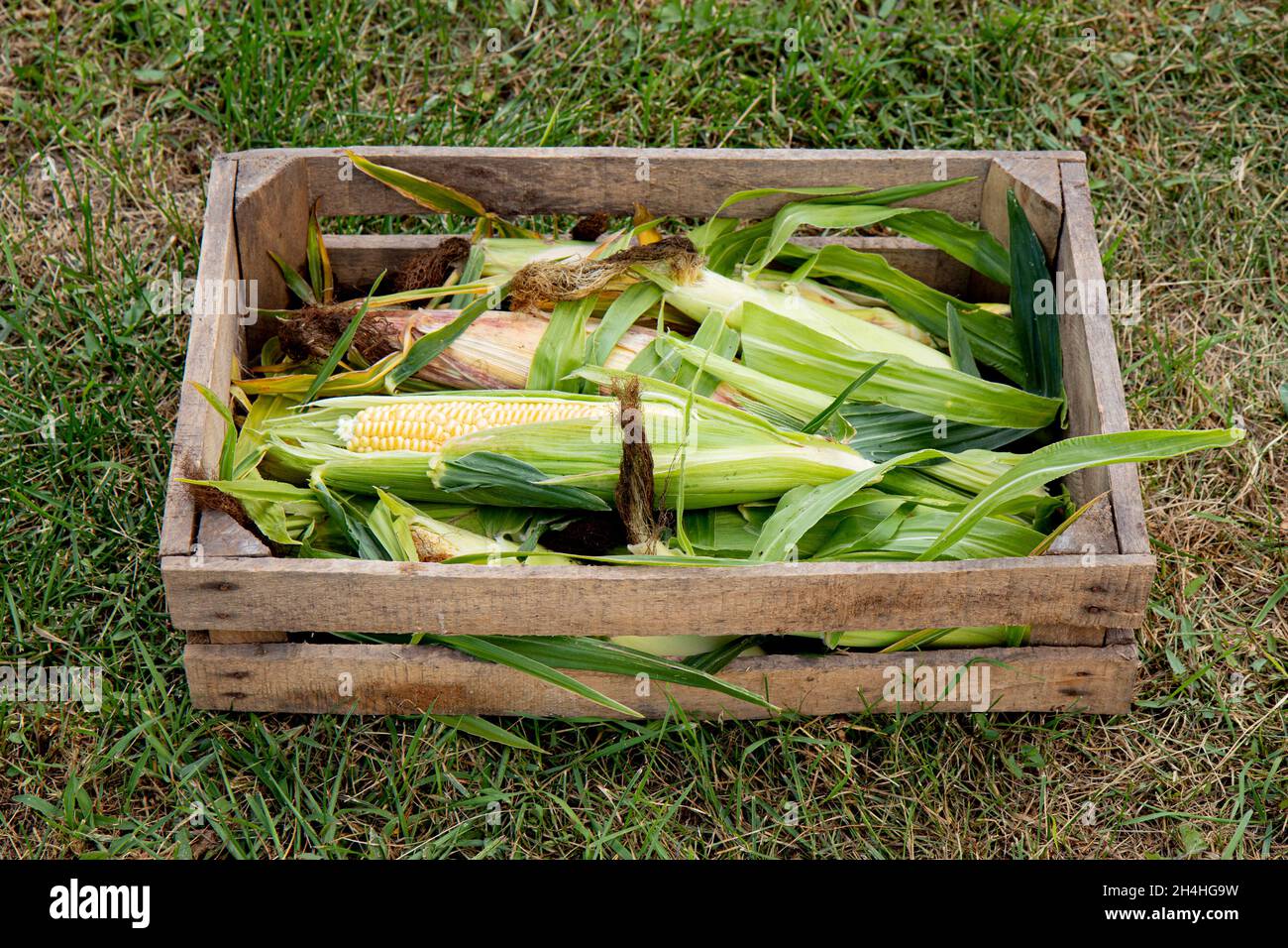 wooden crate of corn cobs with green leaves on green grass, useful ...