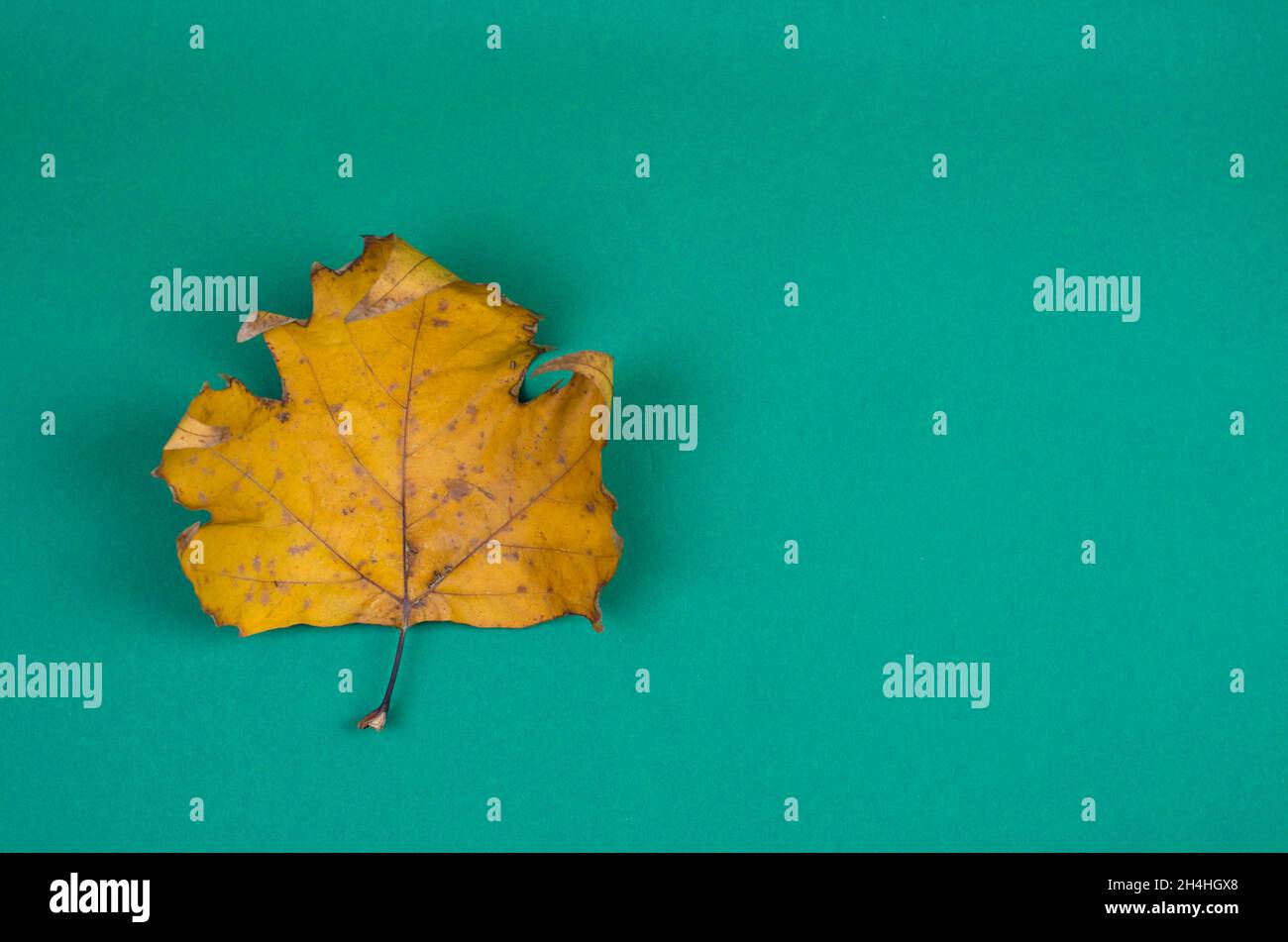 Large yellow leaf on a green background Stock Photo - Alamy