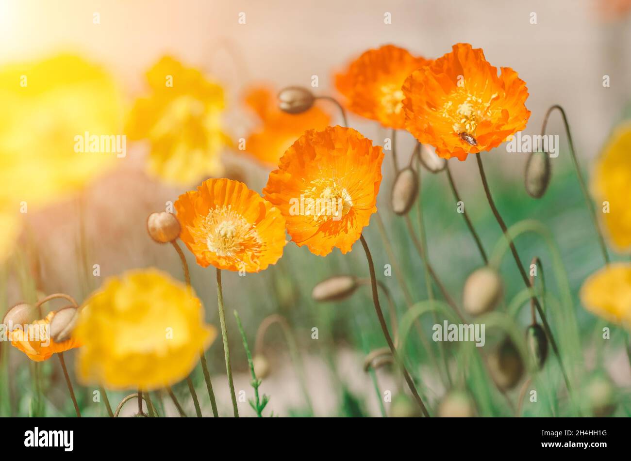 Daisy poppy flowers bouquet hi-res stock photography and images - Alamy