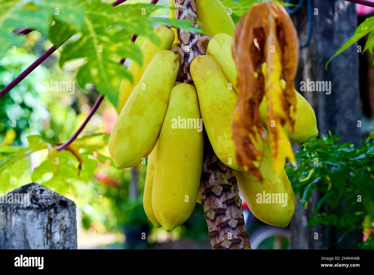 Yellow papaya tree hi-res stock photography and images - Alamy
