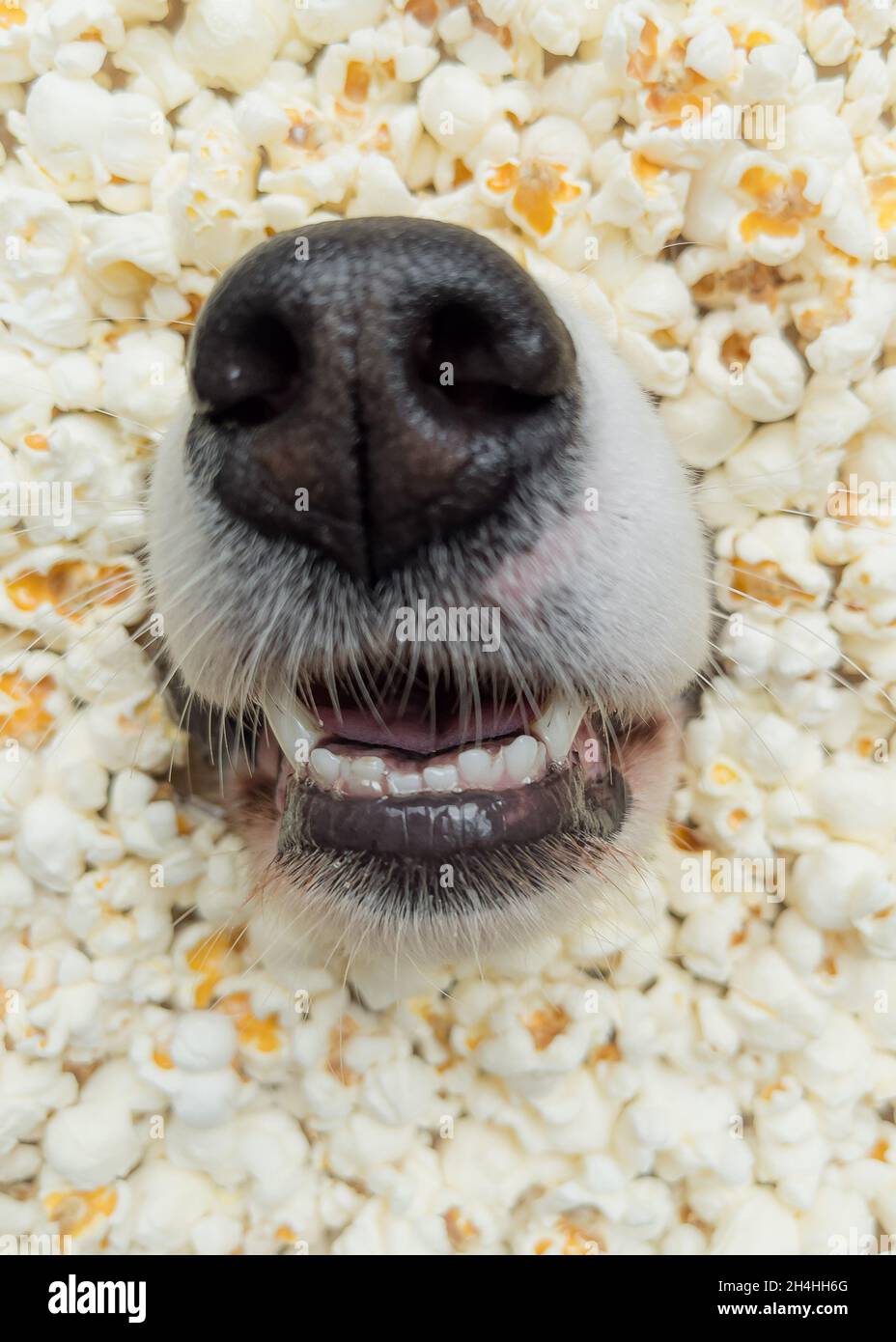 Dog in popcorn. Nose of Australian Shepherd dog amidst popcorn - close ...