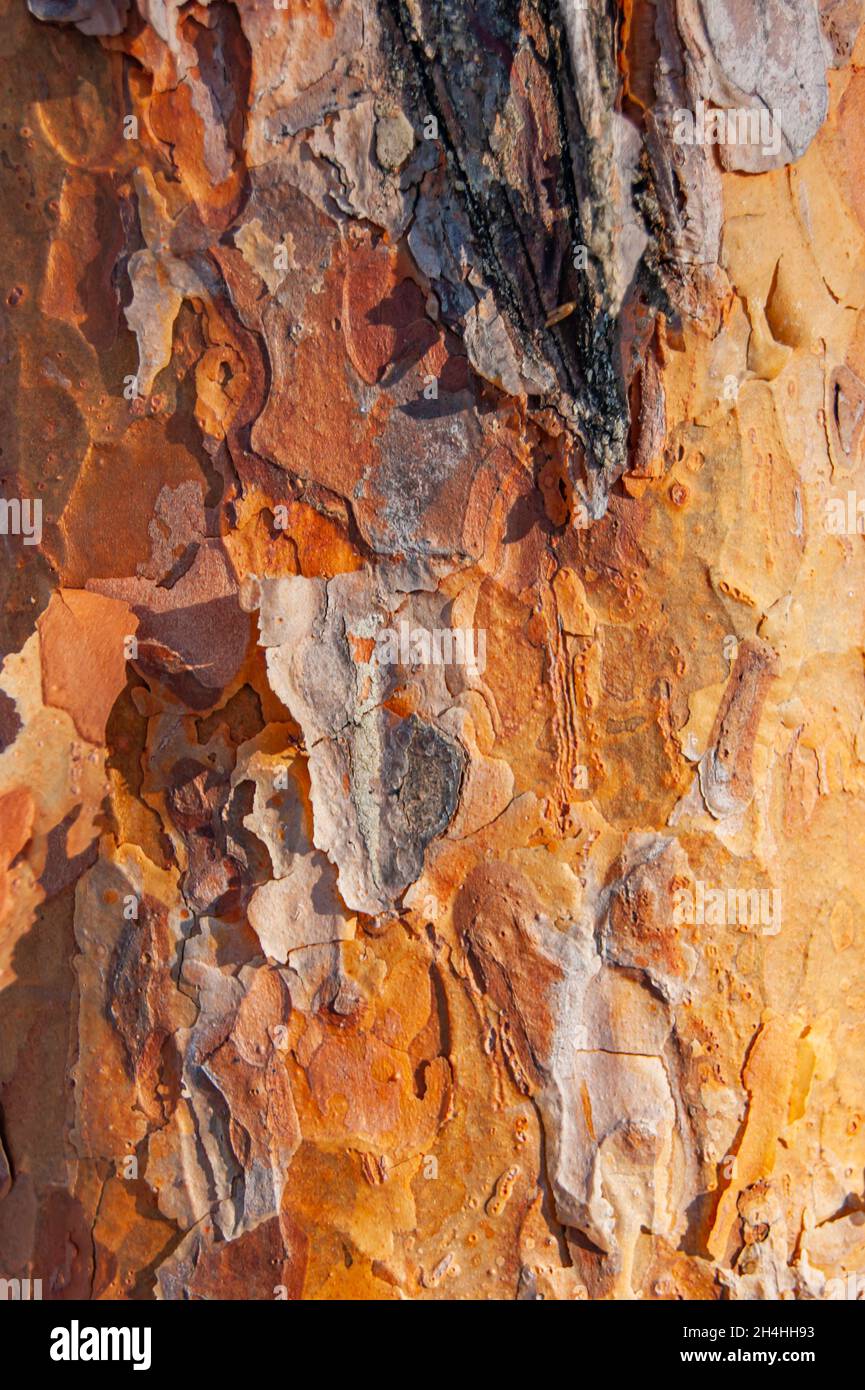 Snow tree bark. Beautiful texture. Wildlife creates the best forms ...
