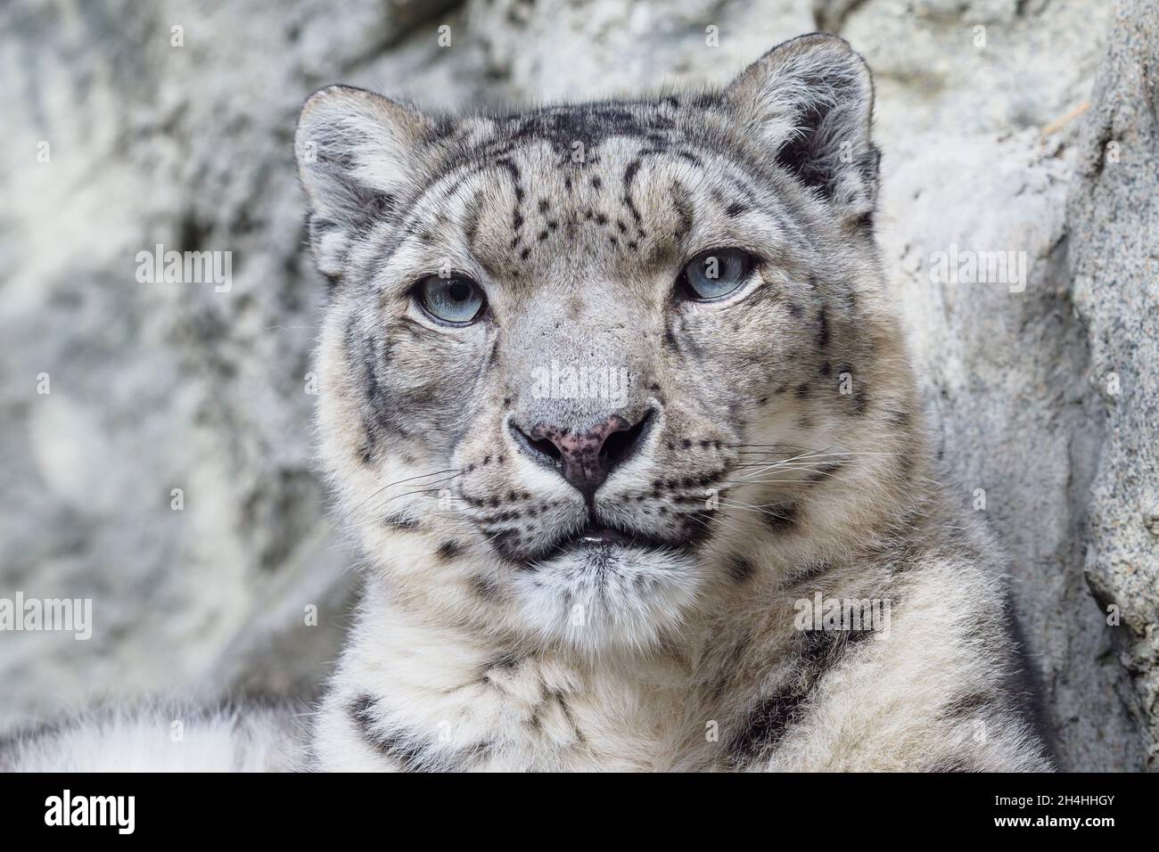Portrait of a snow leopard close up on a stone background Stock Photo ...