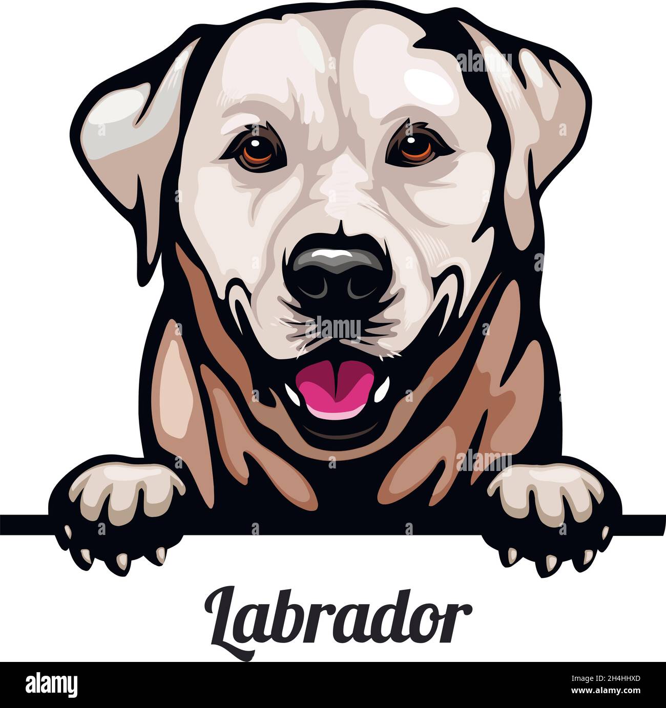 Labrador Retriever - Color Peeking Dogs - breed face head isolated on ...