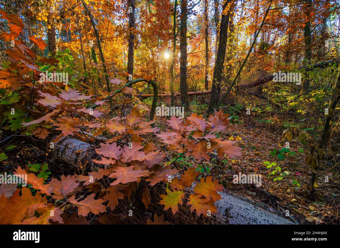 Autumn yellow red color forest hi-res stock photography and images - Alamy