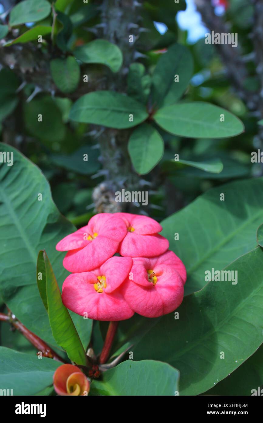 Bright pink Crown of Thorns flower growing in the sunny meadow ...