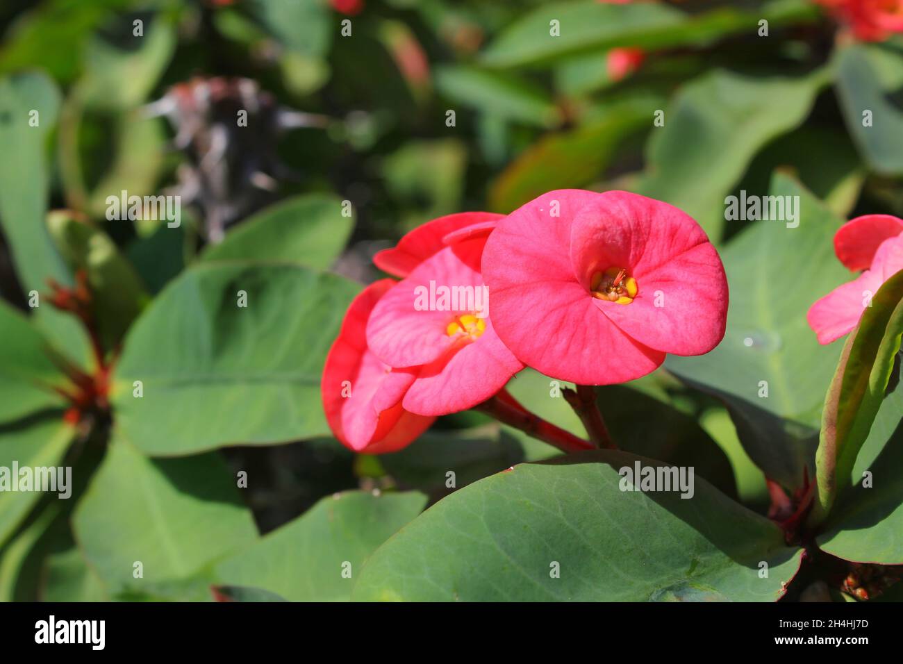 Bright pink Crown of Thorns flower growing in the sunny meadow ...