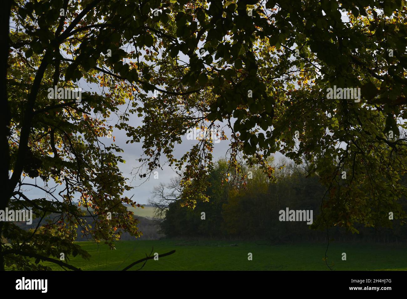 Stammer Woods, east Sussex, Brighton and Hove Stock Photo - Alamy