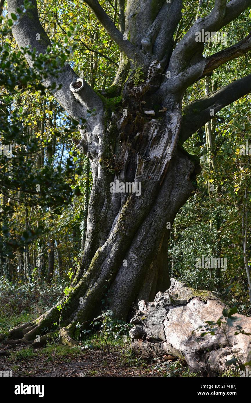 Stammer Woods, east Sussex, Brighton and Hove Stock Photo - Alamy