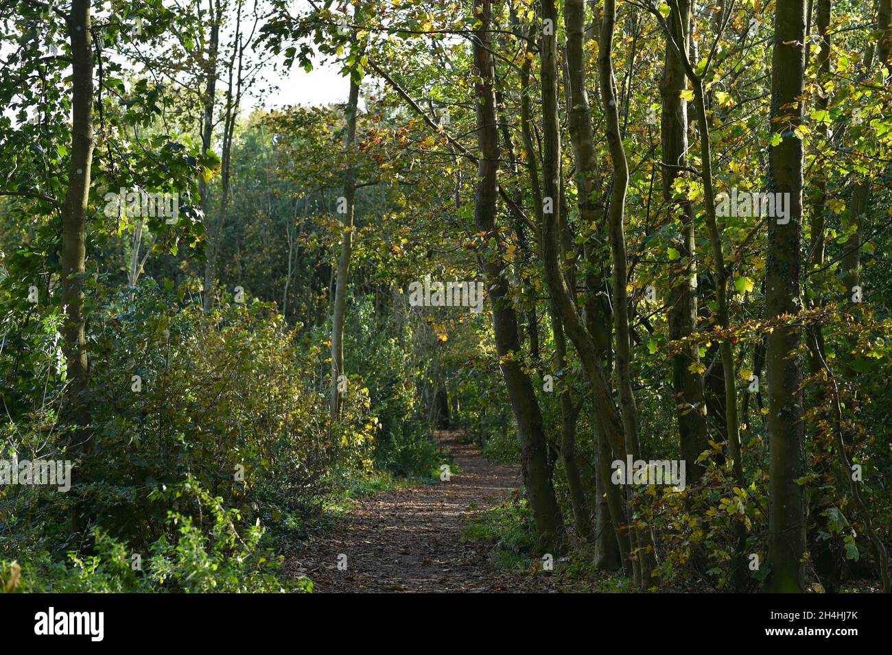 Stammer Woods, east Sussex, Brighton and Hove Stock Photo - Alamy