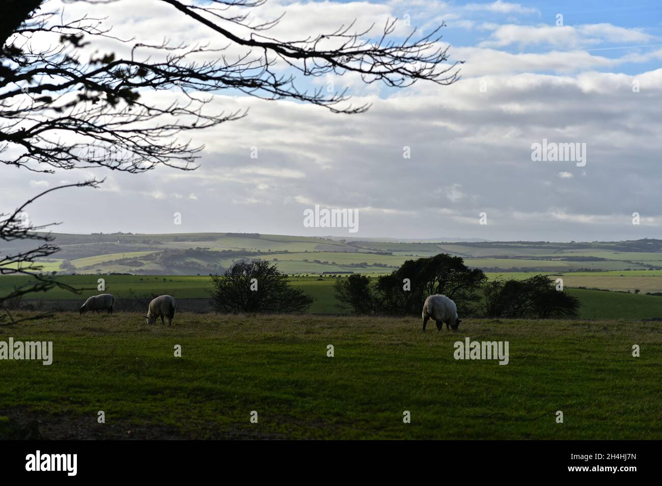 Stammer Woods, east Sussex, Brighton and Hove Stock Photo - Alamy