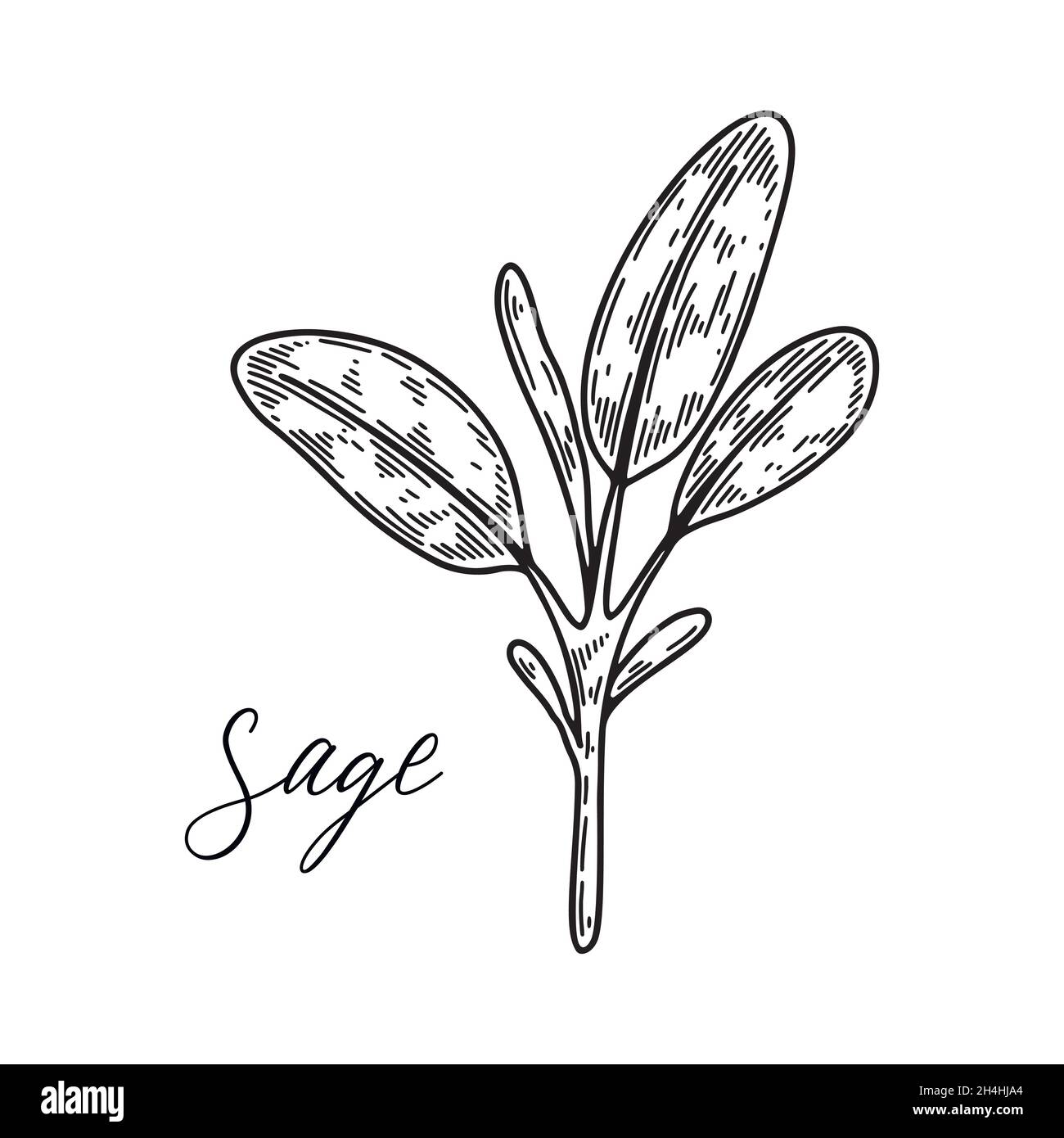 Hand drawn sage branch. Vector illustration in sketch style Stock ...