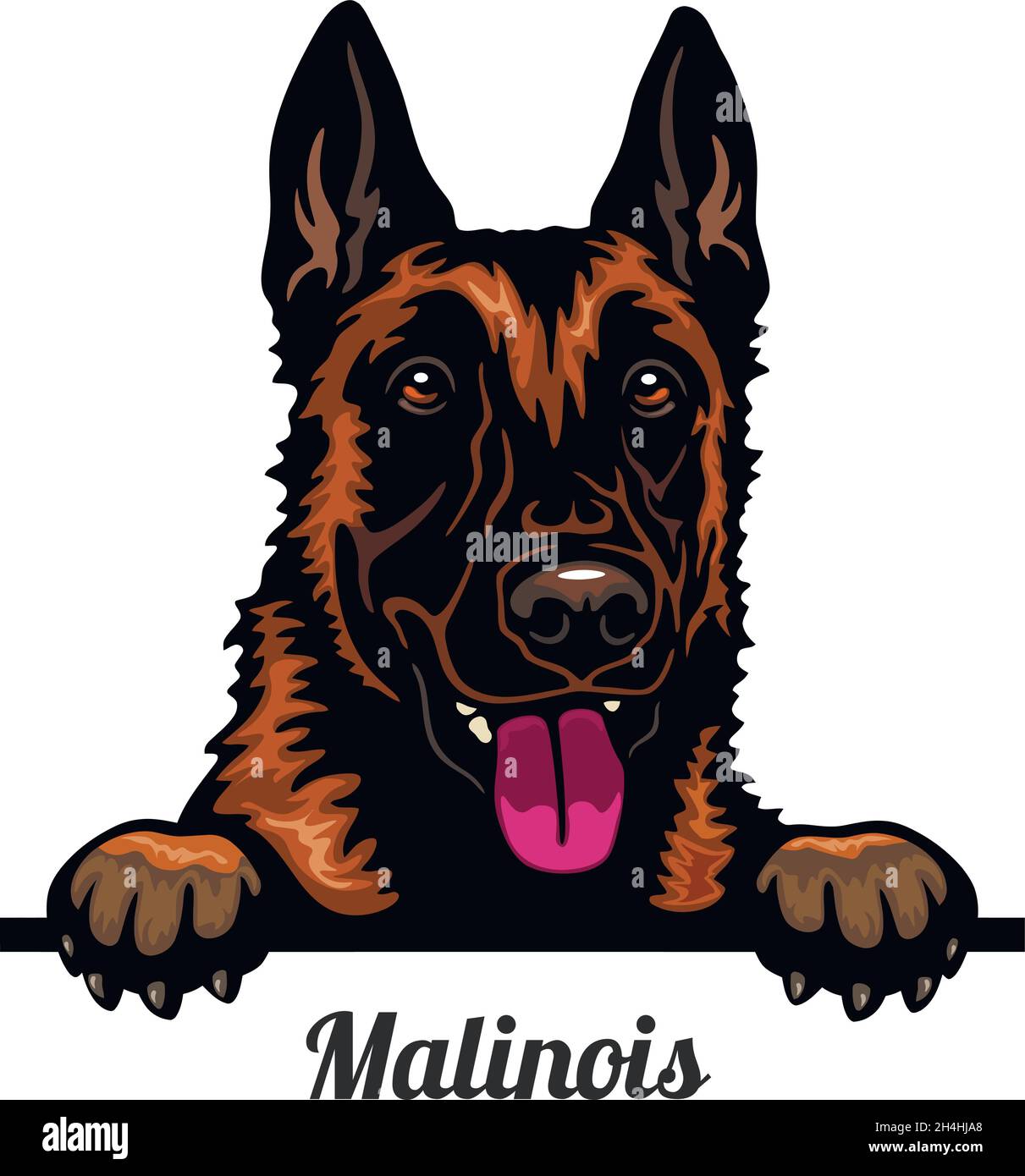 Belgian Malinois - Color Peeking Dogs - breed face head isolated on ...