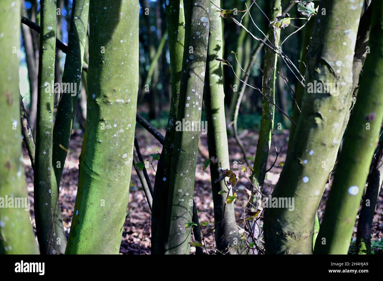 Stammer Woods, east Sussex, Brighton and Hove Stock Photo - Alamy