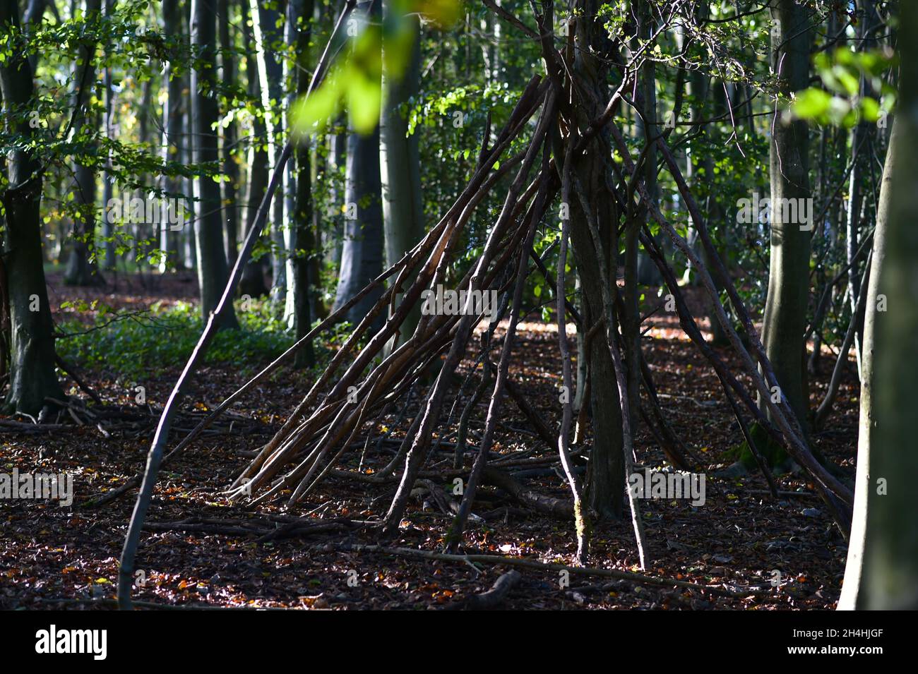 Stammer Woods, east Sussex, Brighton and Hove Stock Photo - Alamy