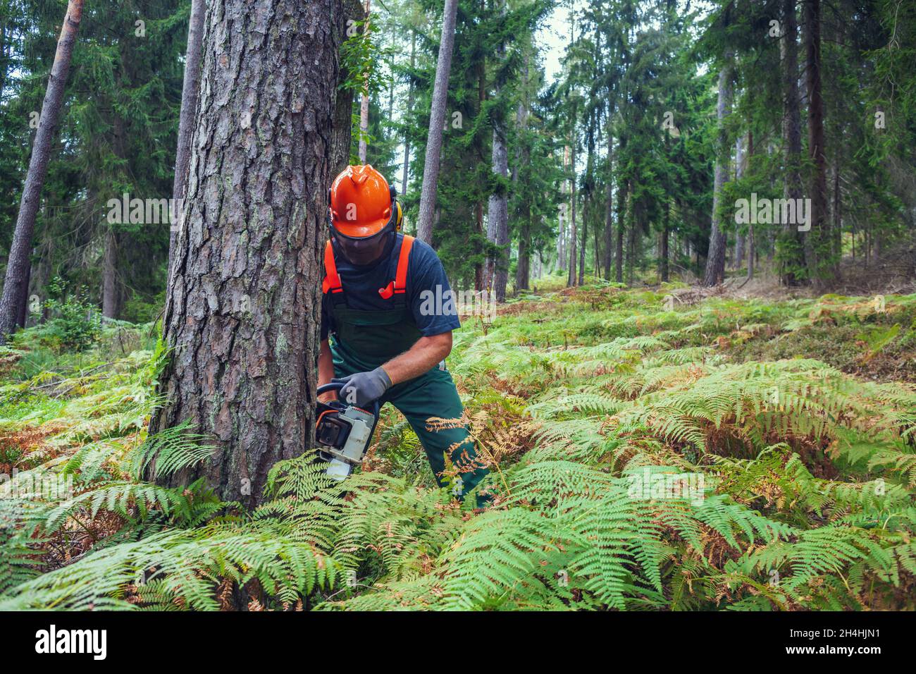 a woodcutter at work in the forest Stock Photo - Alamy