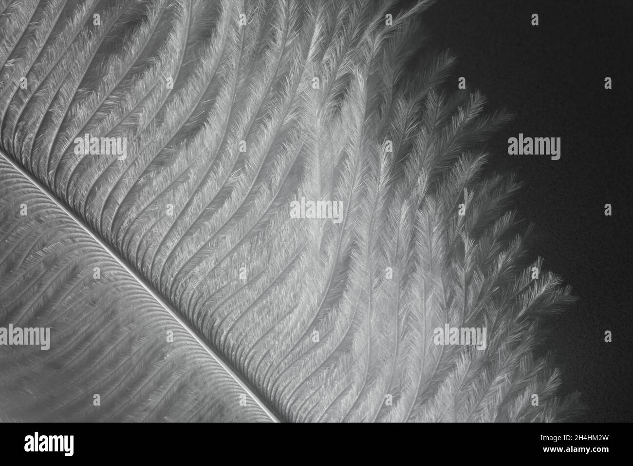 White ostrich feather texture on black background Stock Photo - Alamy