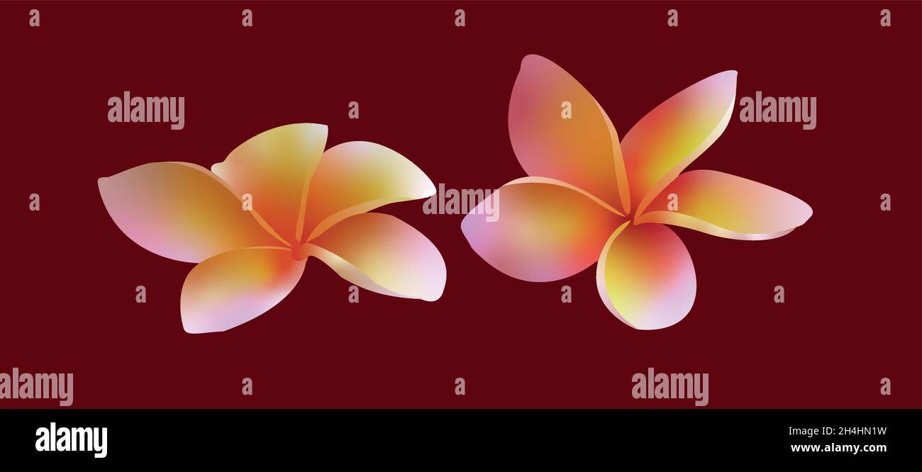 Illustration set of plumeria flower or frangipani flower isolated ...