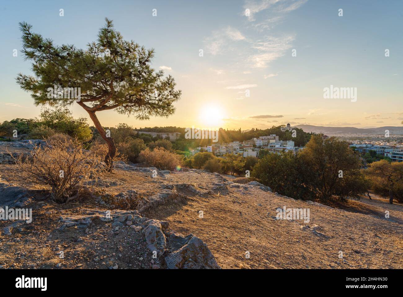 Trees on land under soft sunlight Stock Photo - Alamy