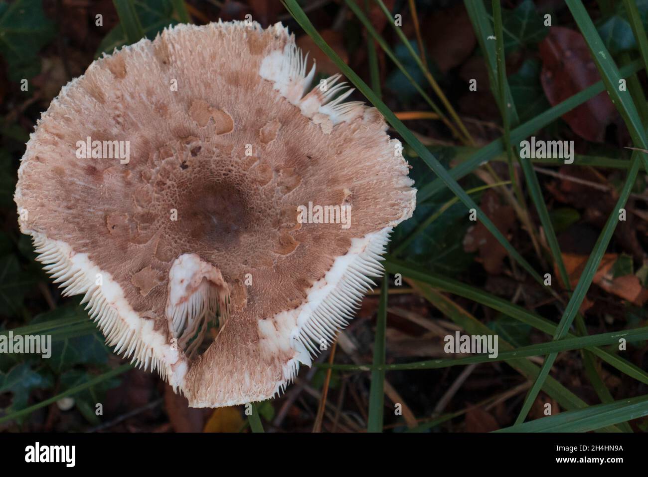 A rotten Parasol mushroom (Macrolepiota procera) on a field. Aging ...