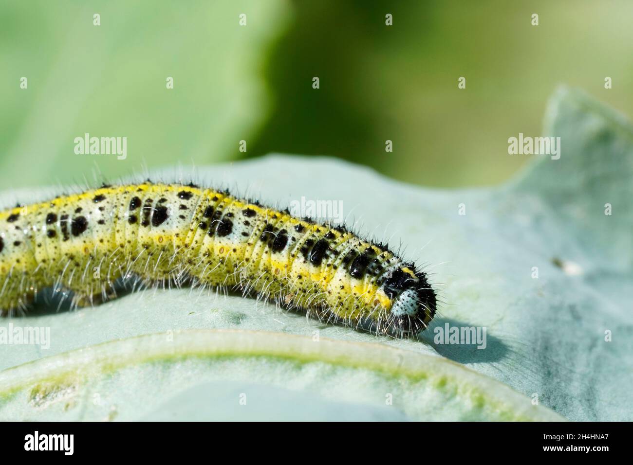 Cabbage caterpillar on a kohlrabi leaf. Insect close up. Pest in the ...