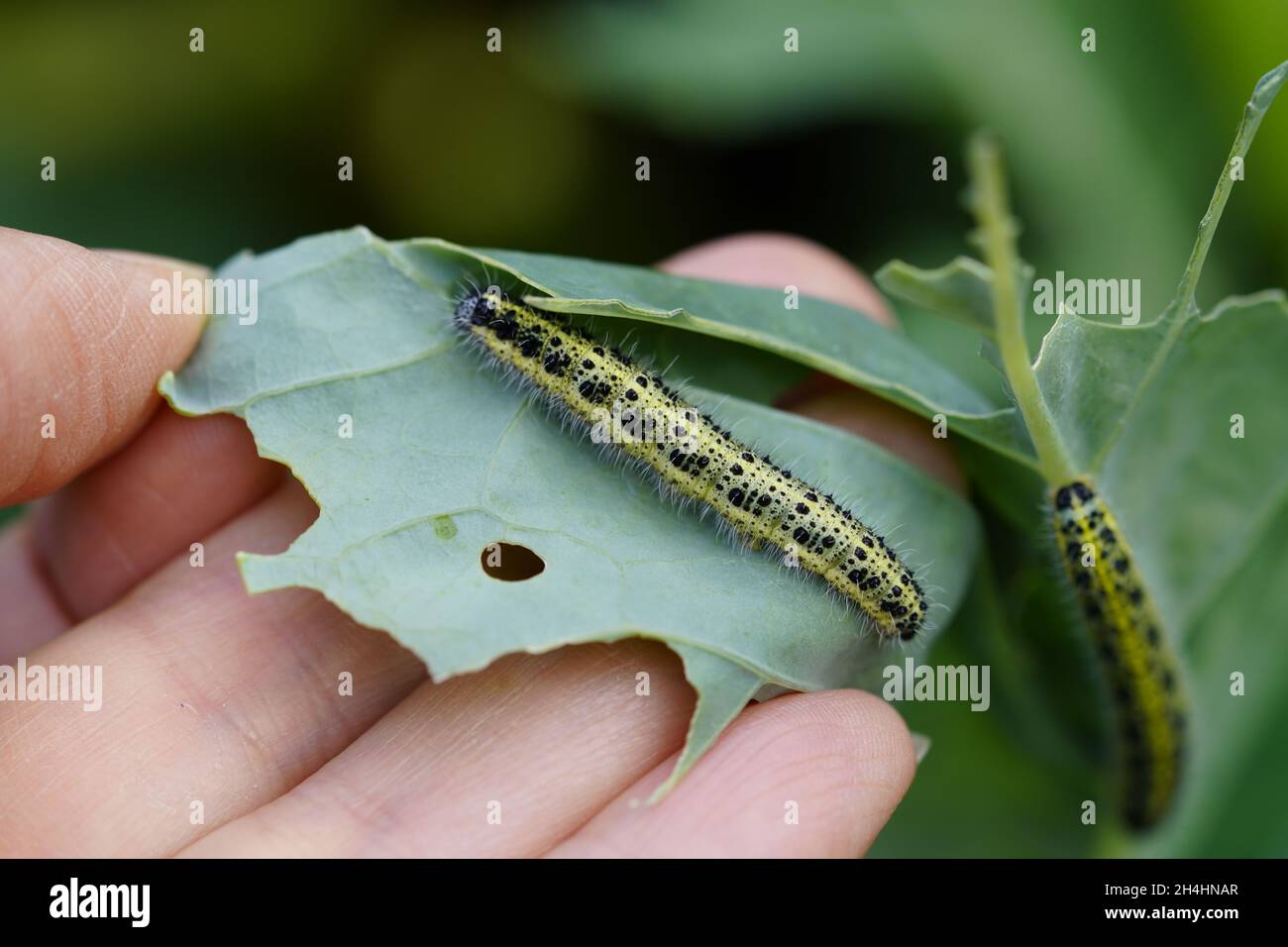 Cabbage caterpillar on a kohlrabi leaf. Insect close up. Pest in the ...