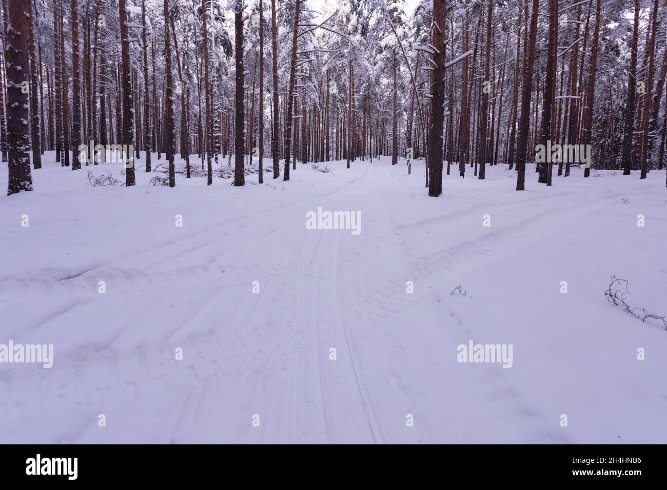 Ski road in a pine forest Stock Photo - Alamy