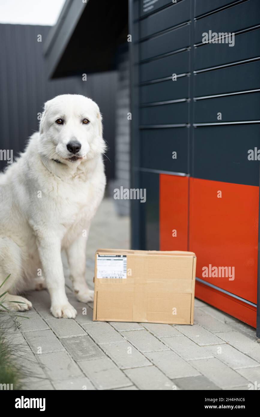 Labrador dog guarding parcel near post terminal Stock Photo - Alamy