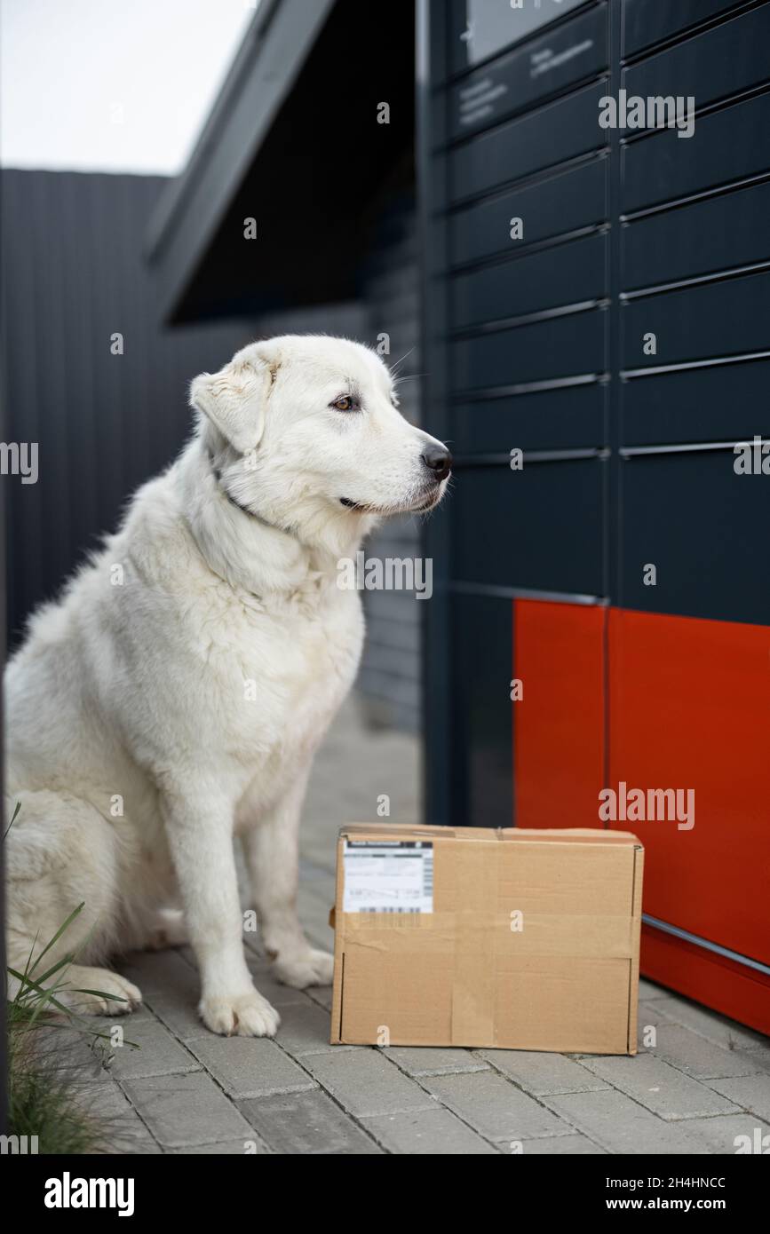 Labrador dog guarding parcel near post terminal Stock Photo - Alamy