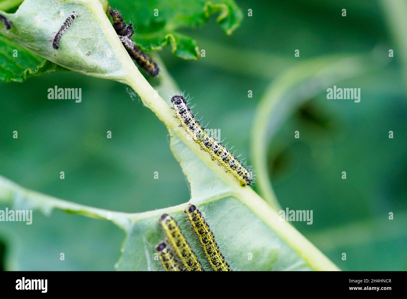 Cabbage caterpillar on a kohlrabi leaf. Insect close up. Pest in the ...