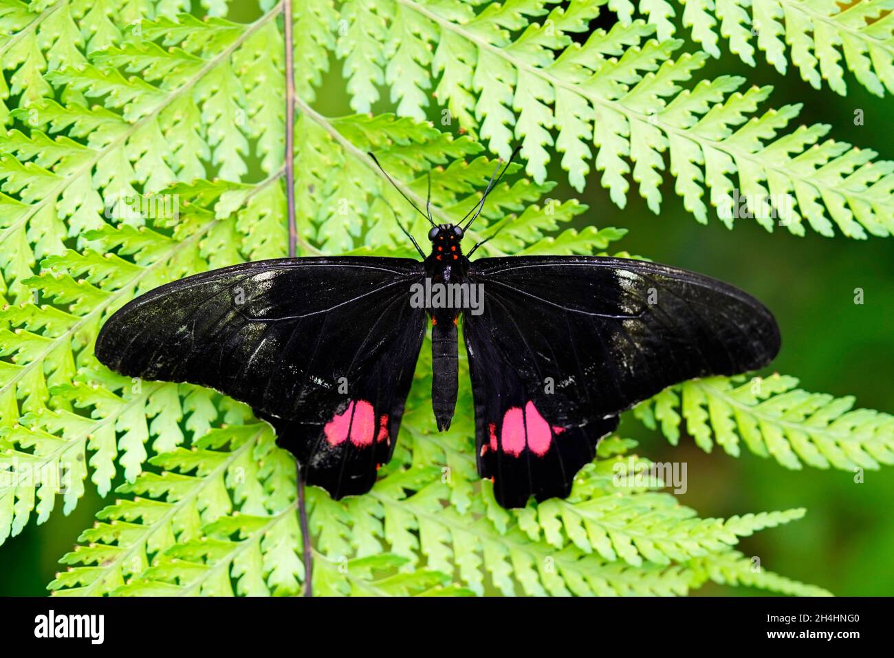 Red dotted swallowtail hi-res stock photography and images - Alamy