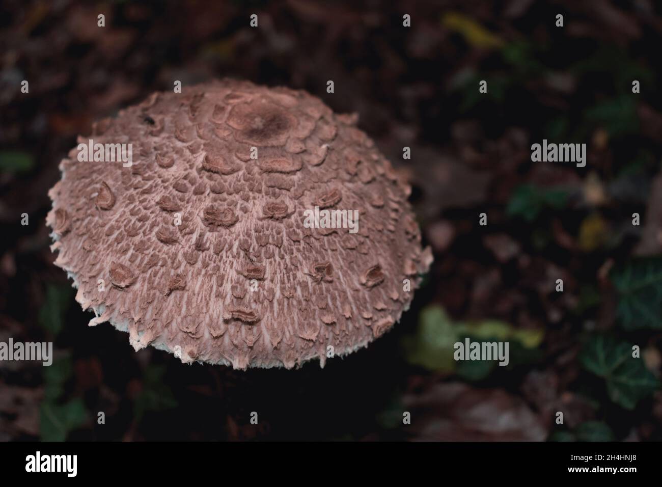 A single Parasol mushroom (Macrolepiota procera) on a field. High angle ...