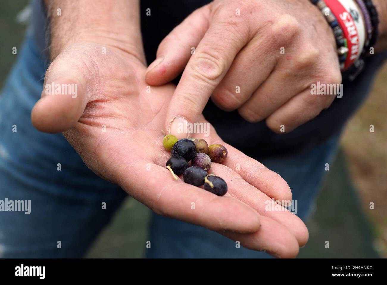 Bad olives harvest hi-res stock photography and images - Alamy