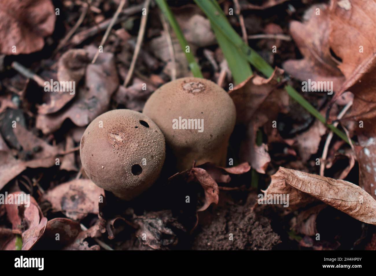 Top view of two rotten Lycoperdon perlatum mushrooms (a.k.a. common ...