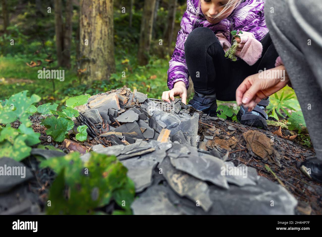 Little kid collecting and exploring dark grey shale slate natural rock ...