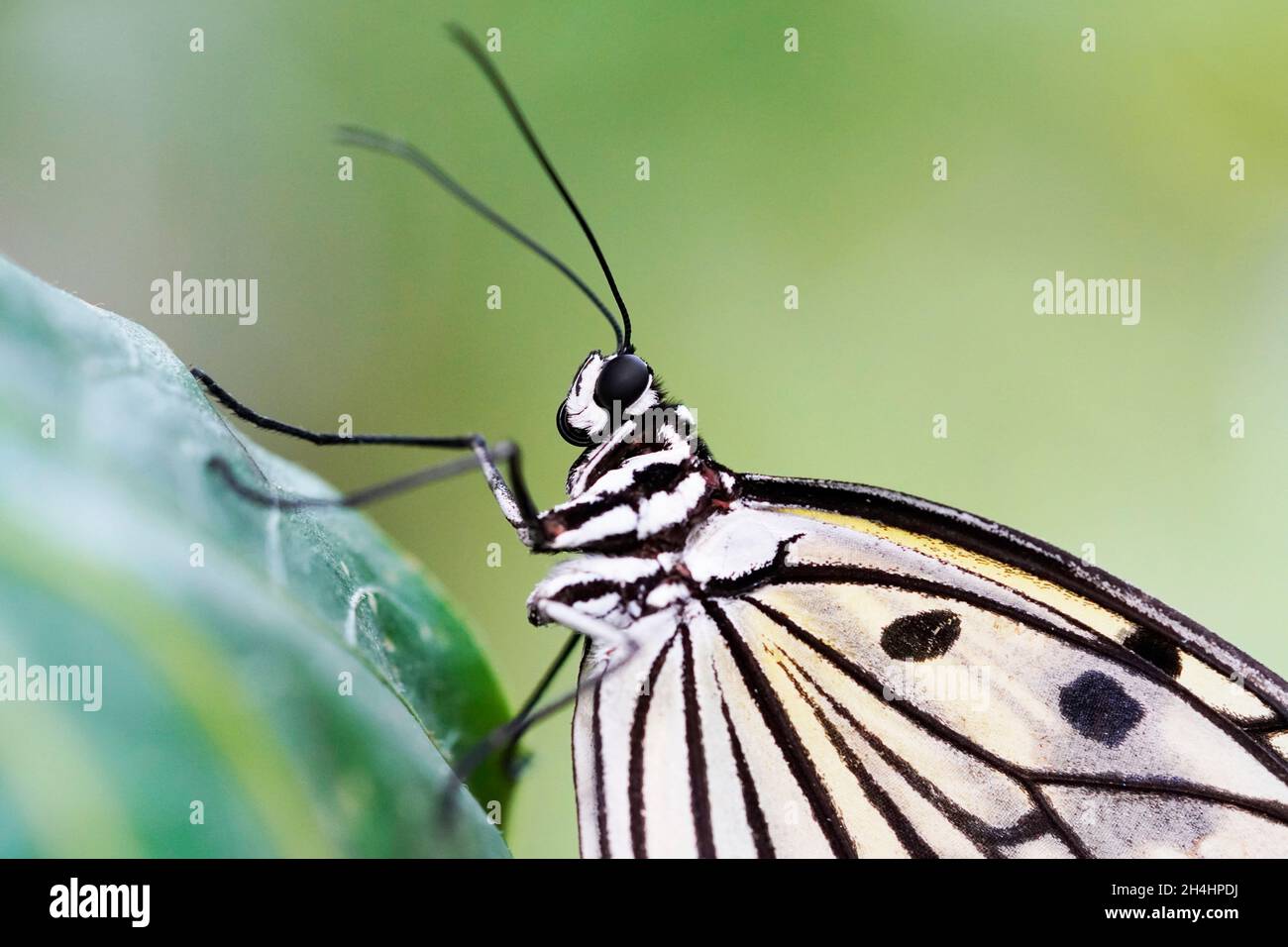White tree nymph. Insect in close-up. Black and white butterfly. Idea ...