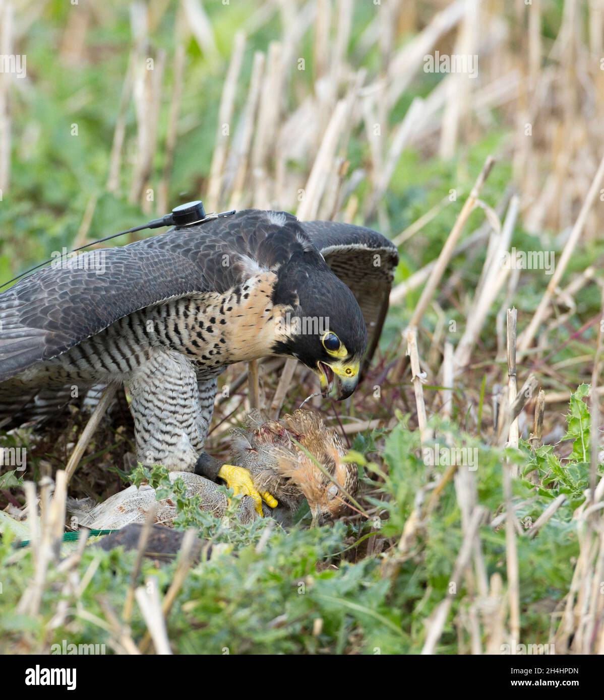 Peregrine falcon mantling over English partridge. Falco peregrinus ...