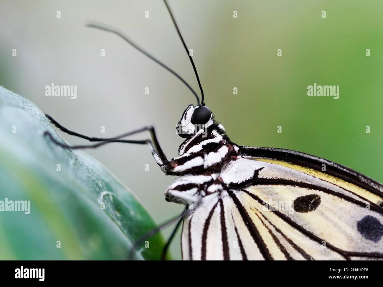 White tree nymph. Insect in close-up. Black and white butterfly. Idea ...