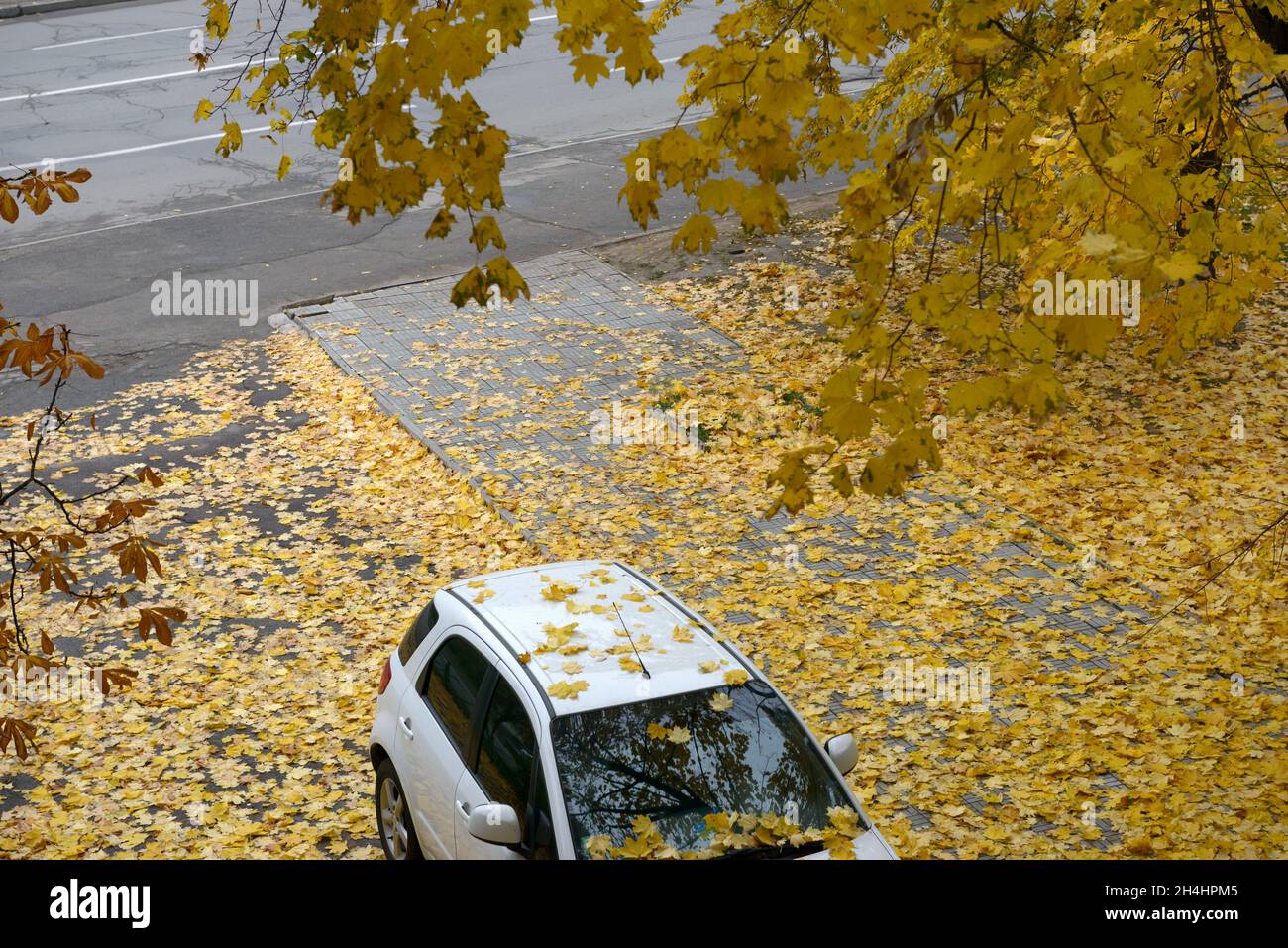 Many bright yellow autumn leaves on tree, car body and walkway pavement ...