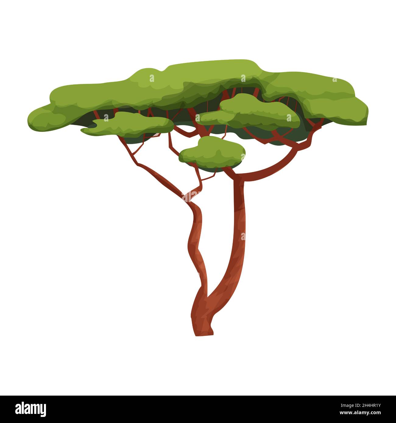 Acacia African tree, Savannah plant in cartoon style isolated on white ...